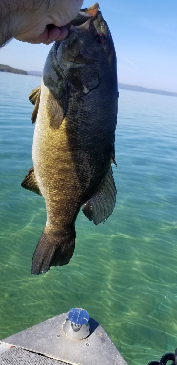 Shallow Water Fall Fishing for Largemouth & Smallmouth Bass (fall ...